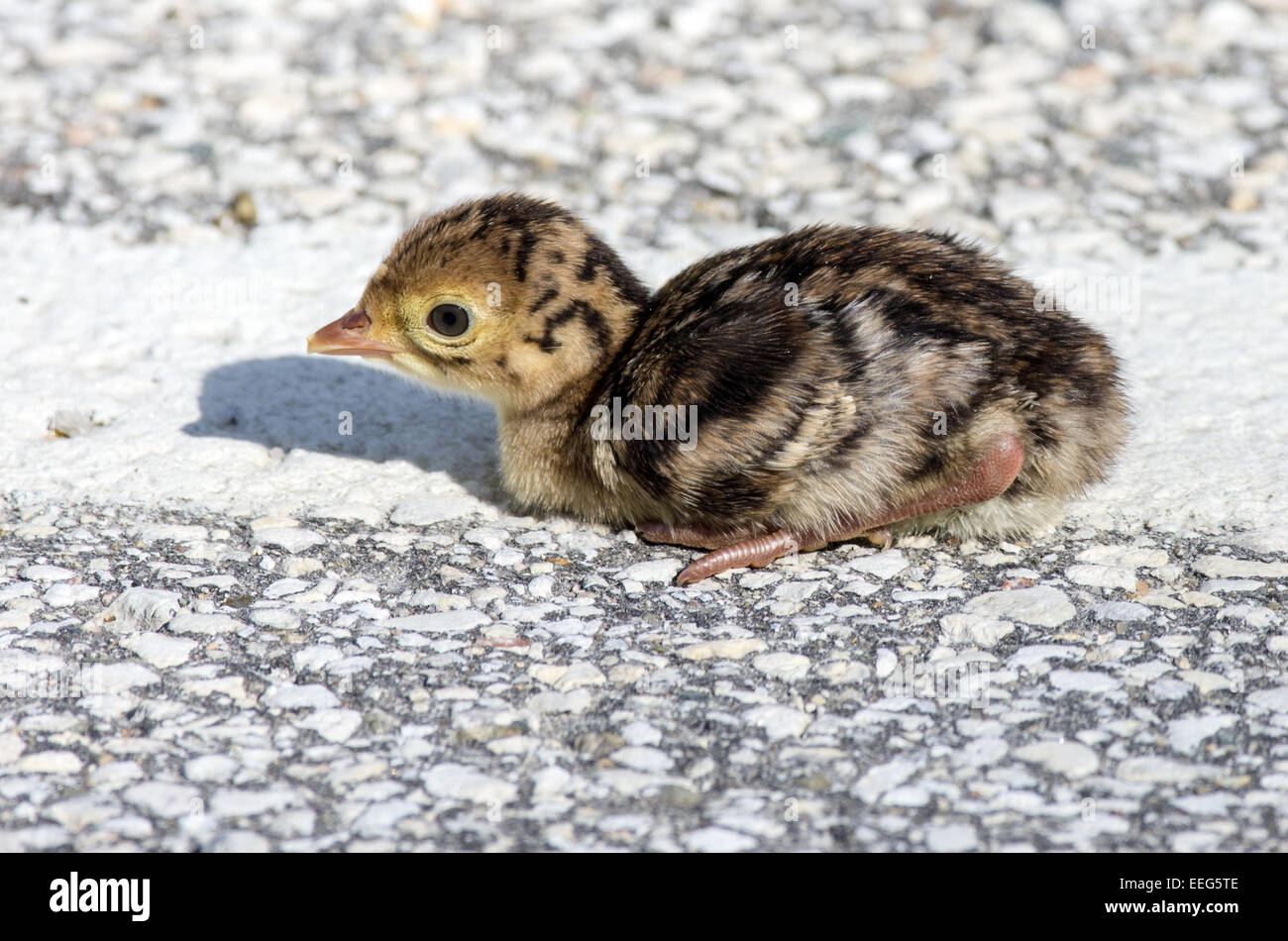 Baby Wild Turkeys
