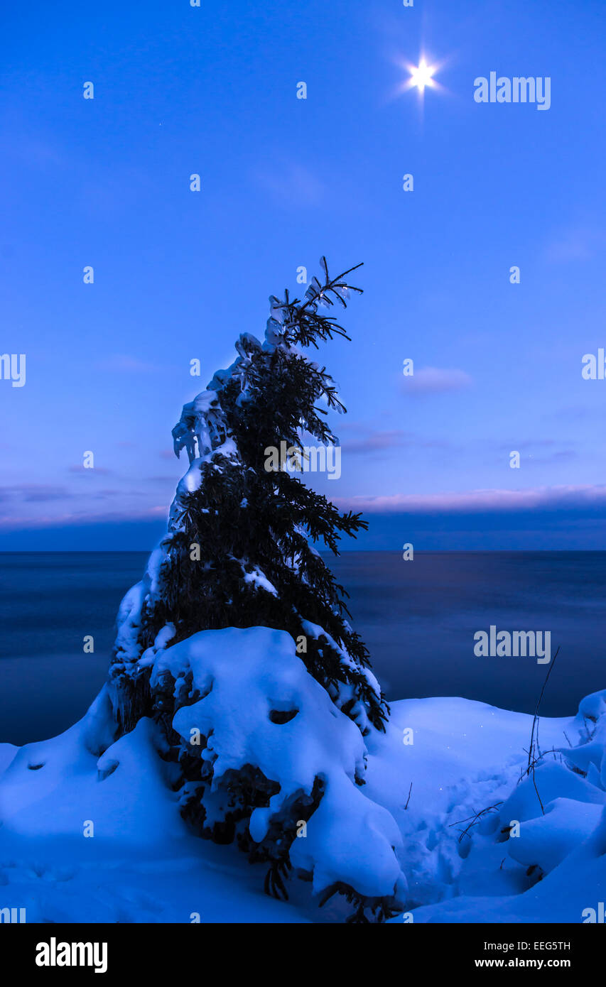 A pine tree under moonlight at Lake Superior in Minnesota Stock Photo ...