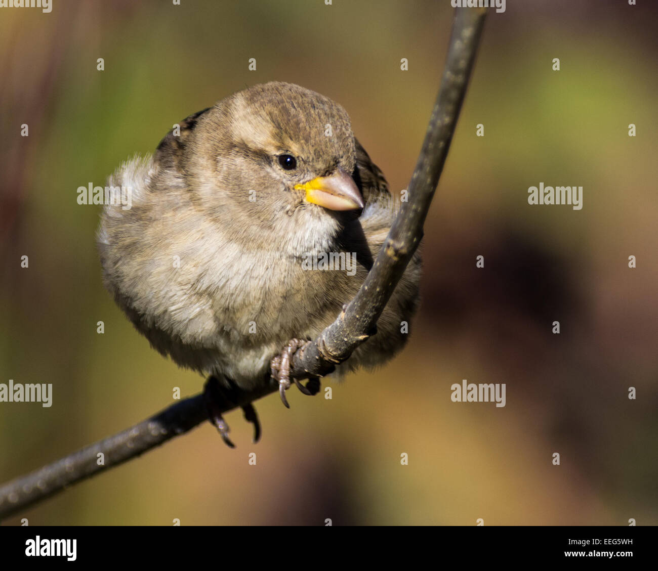 Sparrow perch hi-res stock photography and images - Alamy