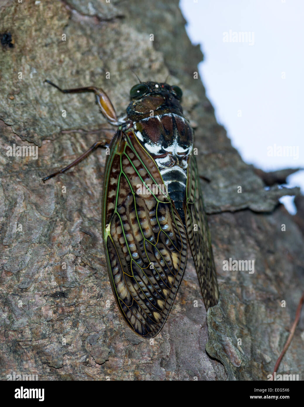 A cicada on a tree in Okinawa, Japan Stock Photo - Alamy