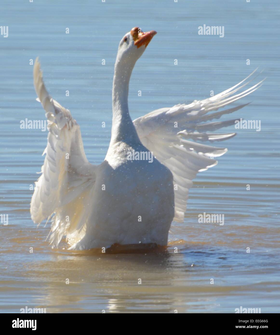 Duck, duck, goose playing hi-res stock photography and images - Alamy