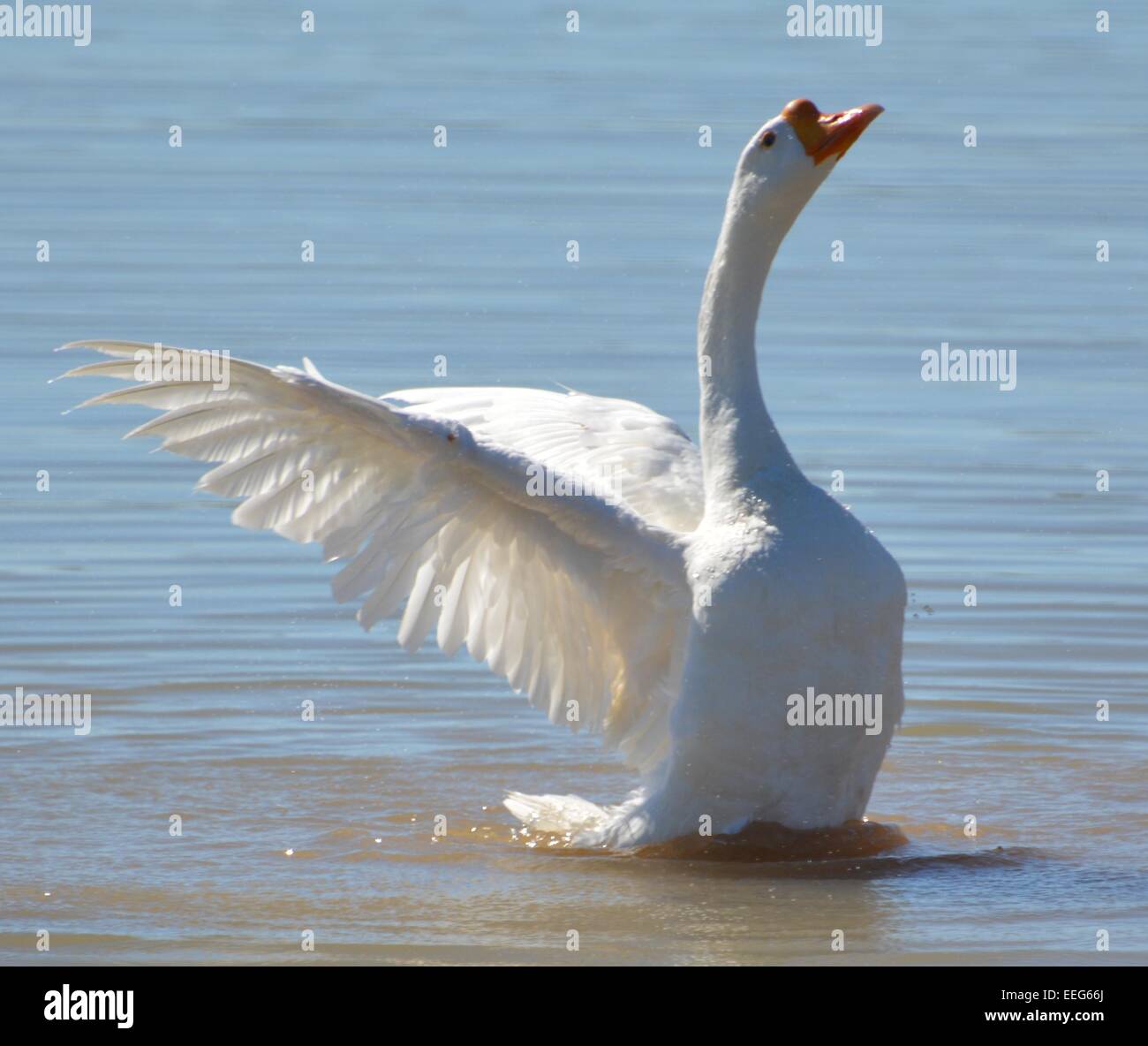 Goose playing in water Stock Photo - Alamy