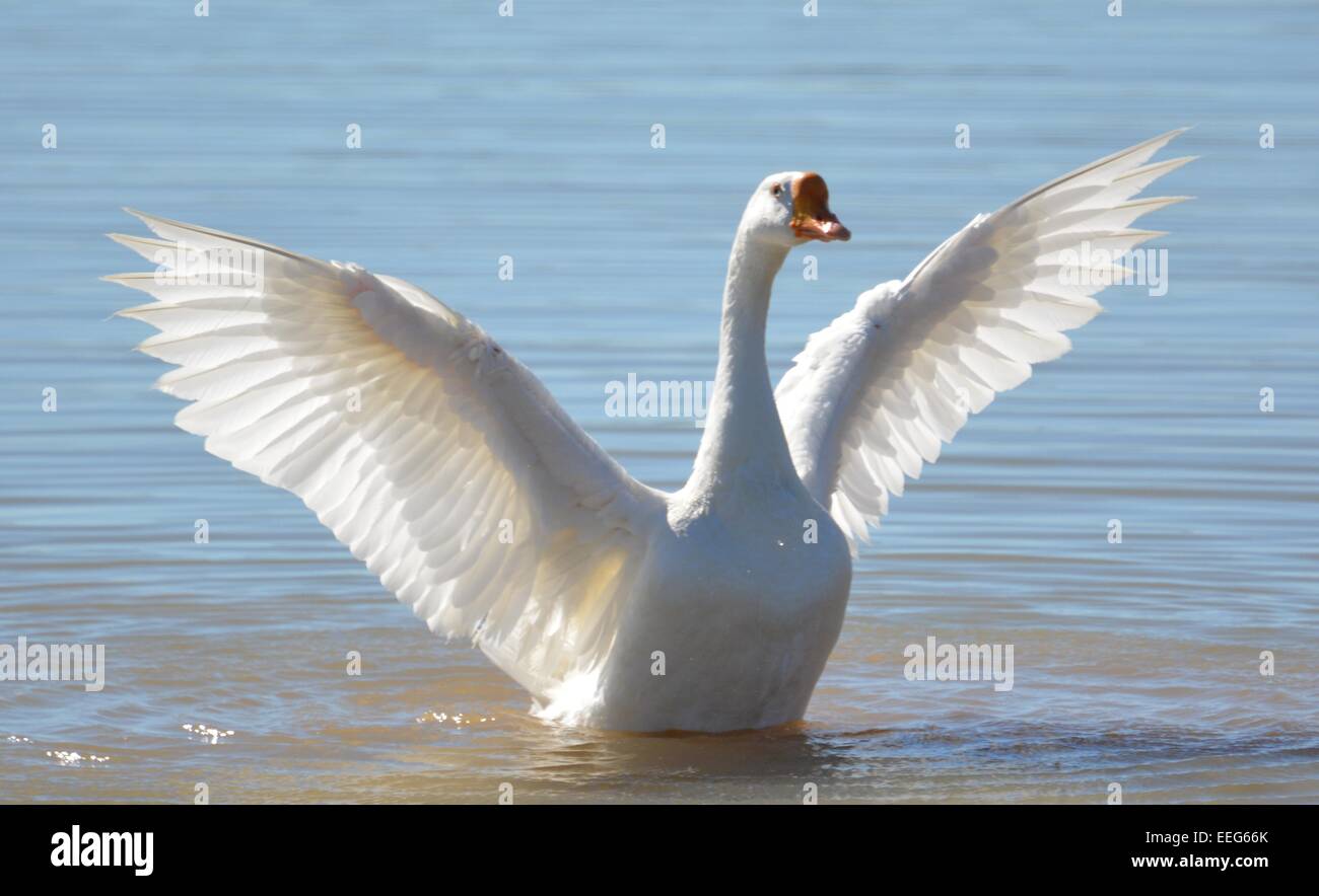 Duck, duck, goose playing hi-res stock photography and images - Alamy