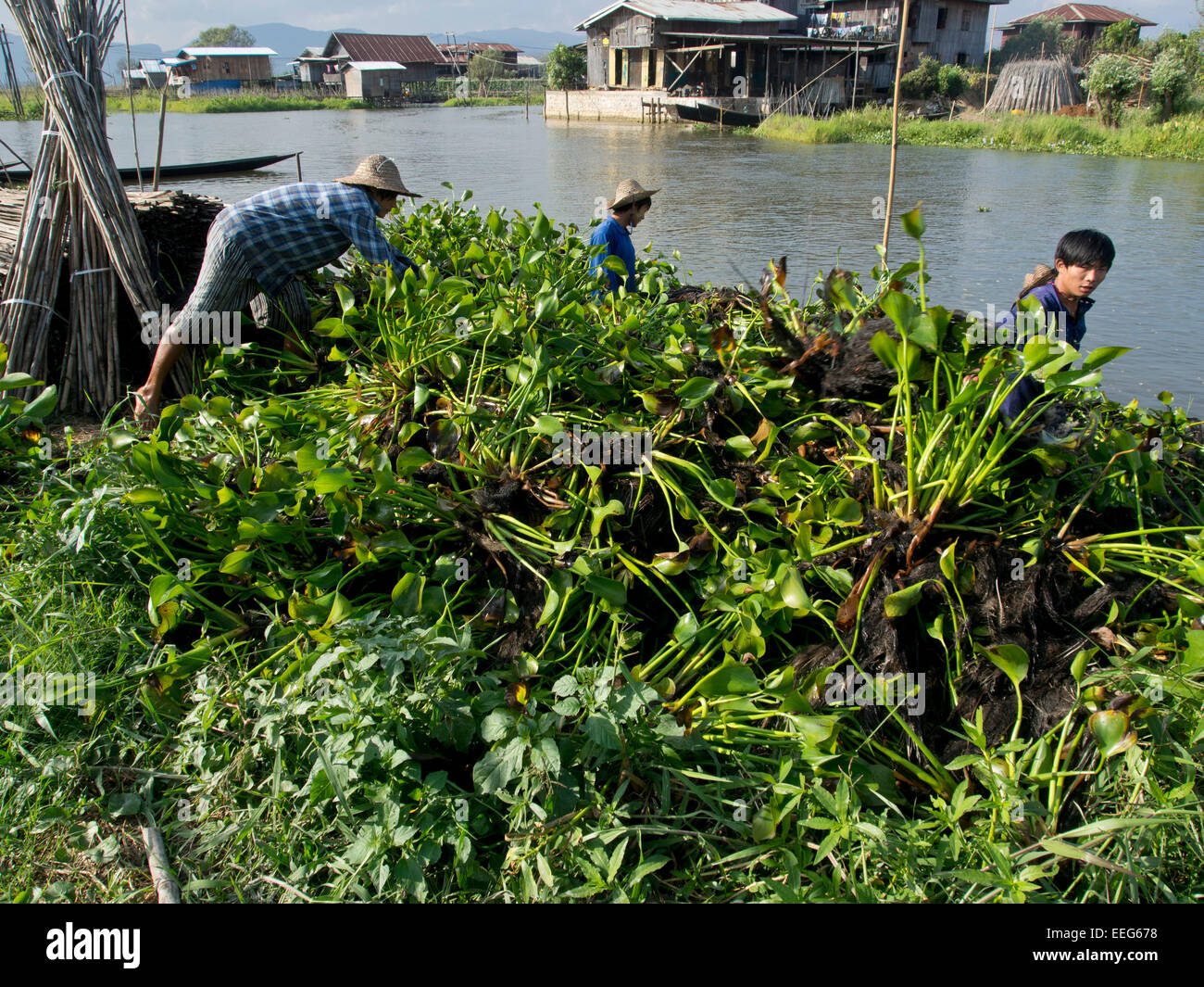 Local farmers work in floating gardens in Inle lake, Shan state ...