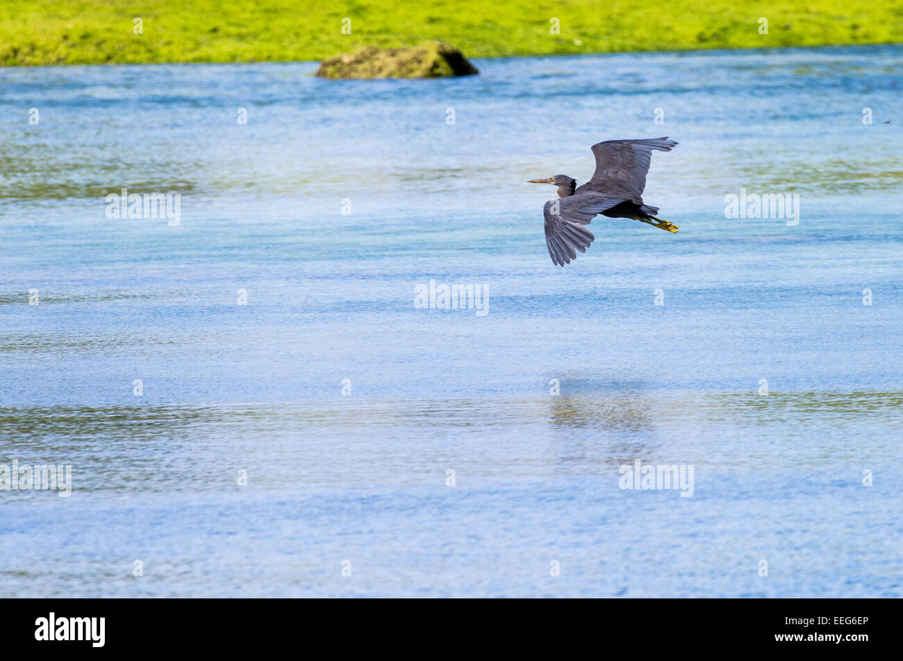A Pacific Reef Heron at Sunabe Beach in Okinawa, Japan Stock Photo - Alamy