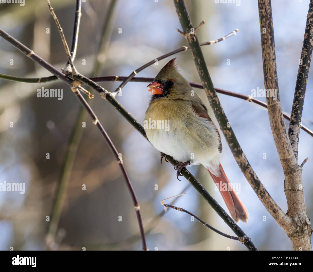 Cardinal In Tree High Resolution Stock Photography and Images - Alamy