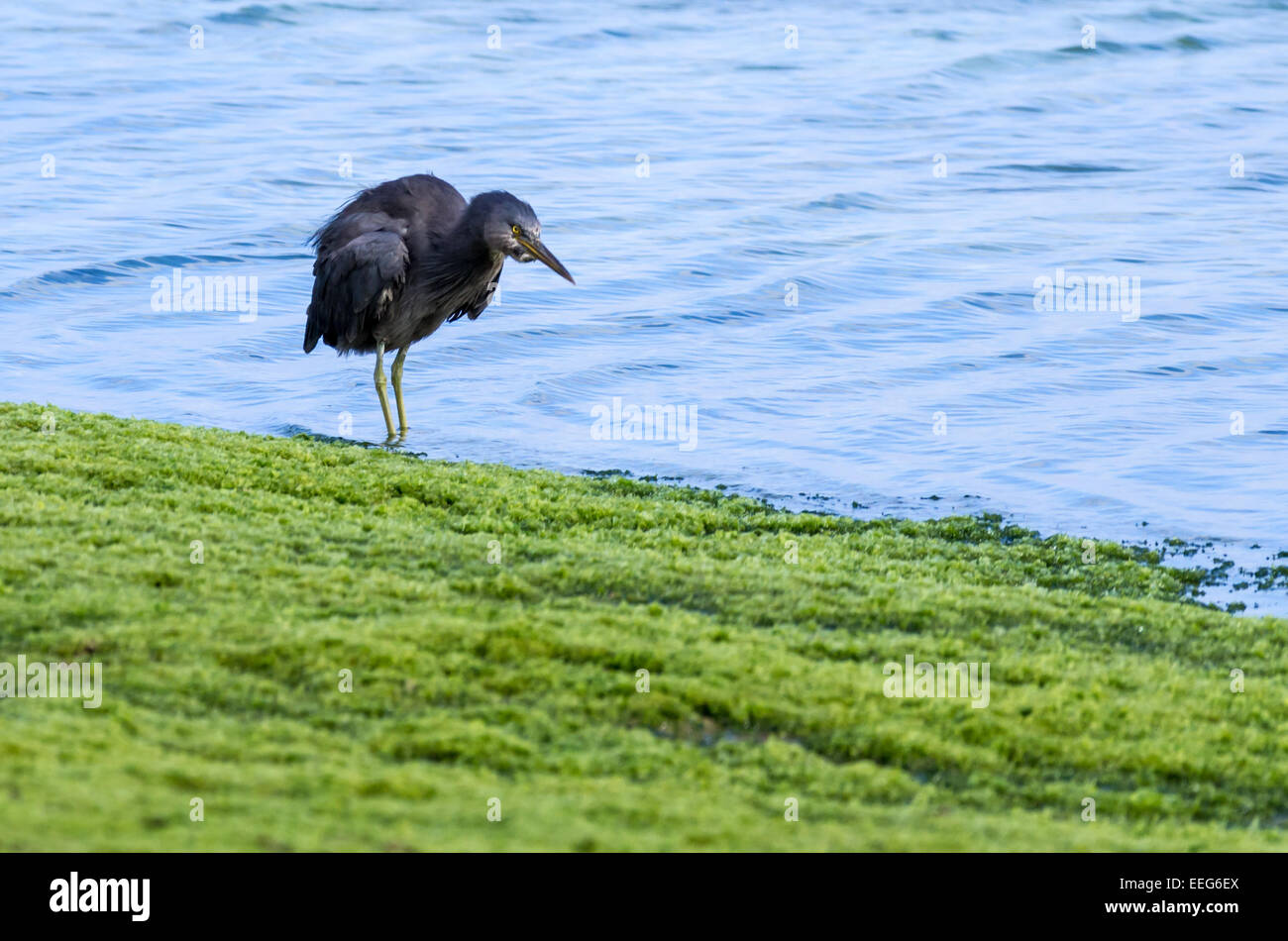 A Pacific Reef Heron at Sunabe Beach in Okinawa, Japan Stock Photo - Alamy