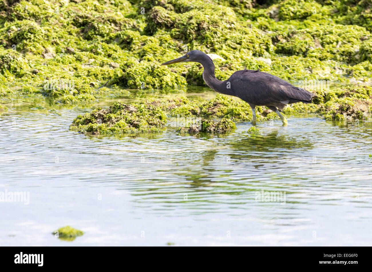 A Pacific Reef Heron at Sunabe Beach in Okinawa, Japan Stock Photo - Alamy