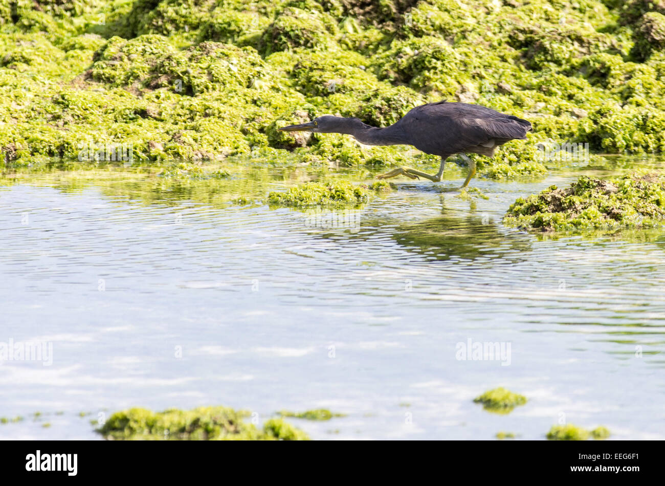 A Pacific Reef Heron at Sunabe Beach in Okinawa, Japan Stock Photo - Alamy