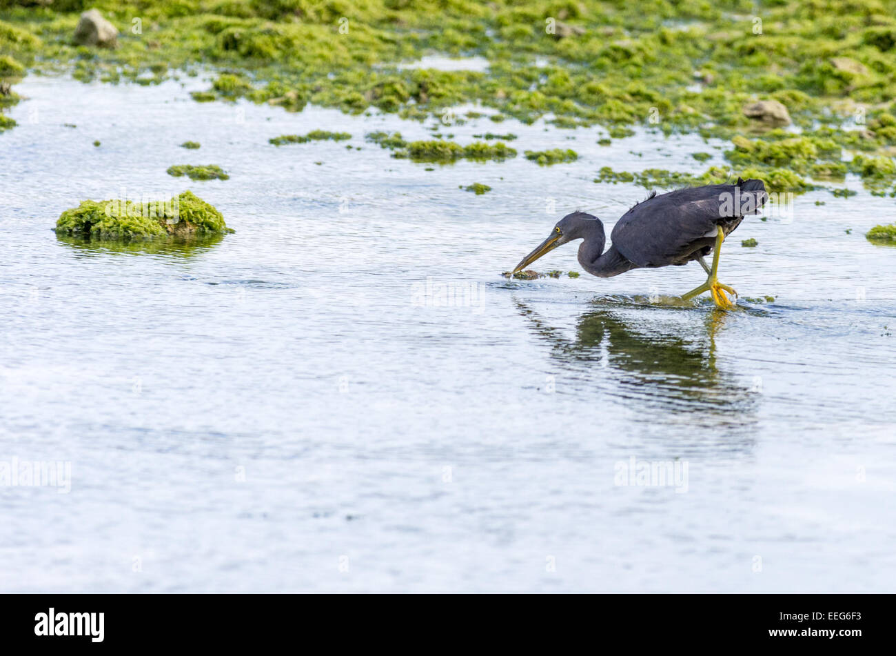 A Pacific Reef Heron at Sunabe Beach in Okinawa, Japan Stock Photo - Alamy