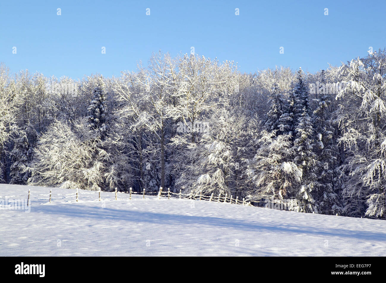 Deutschland Europa Bayern Oberbayern Landschaft Baum Baeume Wald Zaun ...