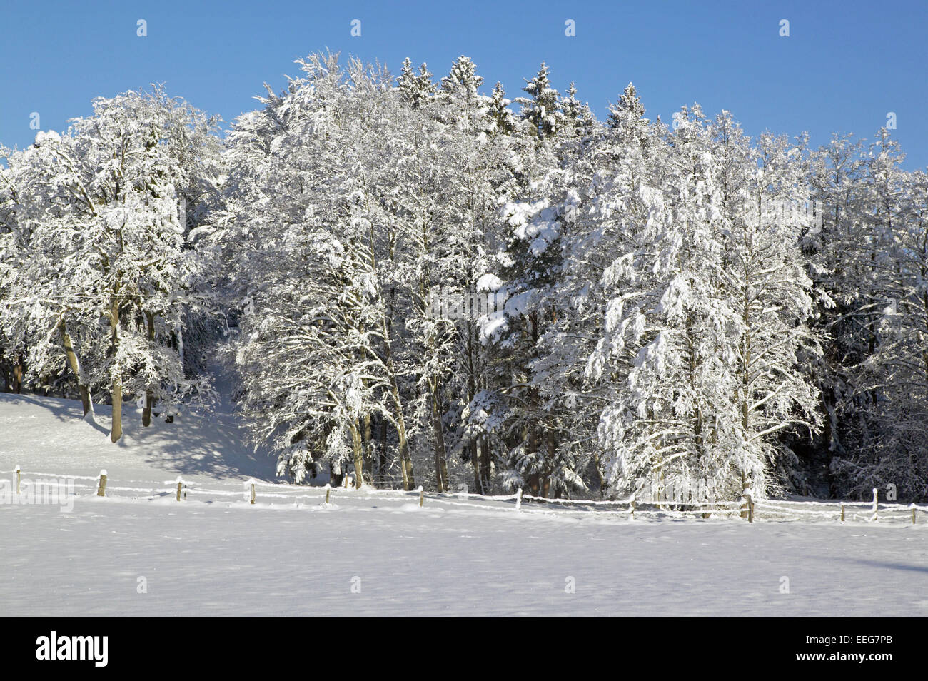 Deutschland Europa Bayern Oberbayern Landschaft Baum Baeume Wald Zaun ...