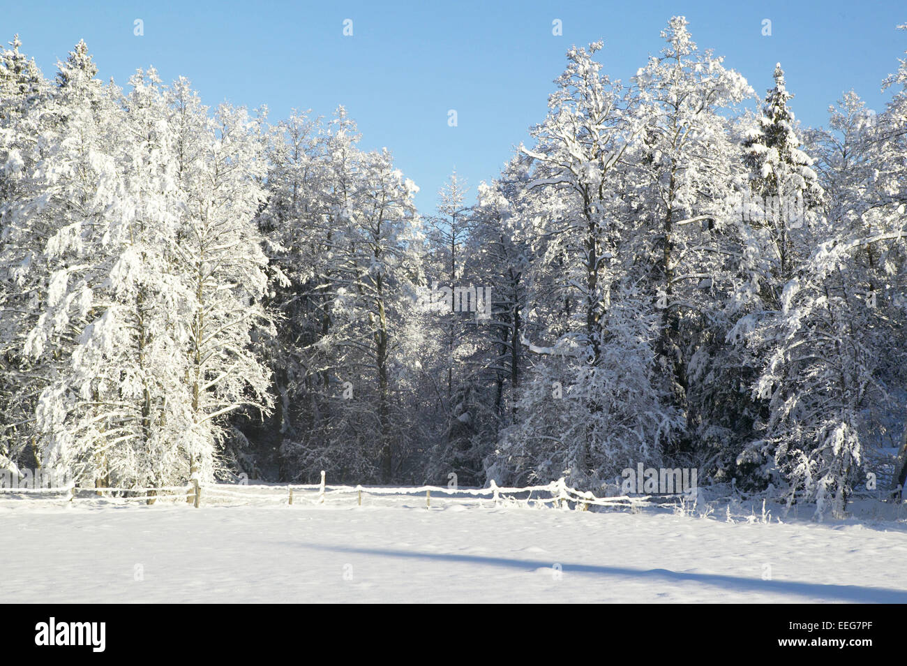 Deutschland Europa Bayern Oberbayern Landschaft Baum Baeume Wald Zaun ...