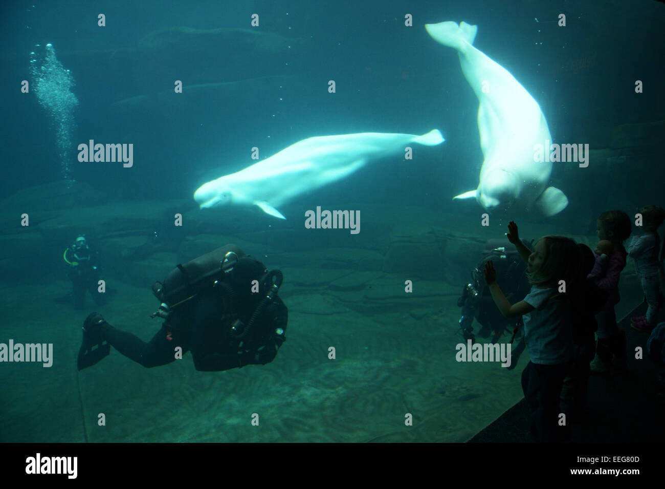 Royal navy divers hi-res stock photography and images - Alamy