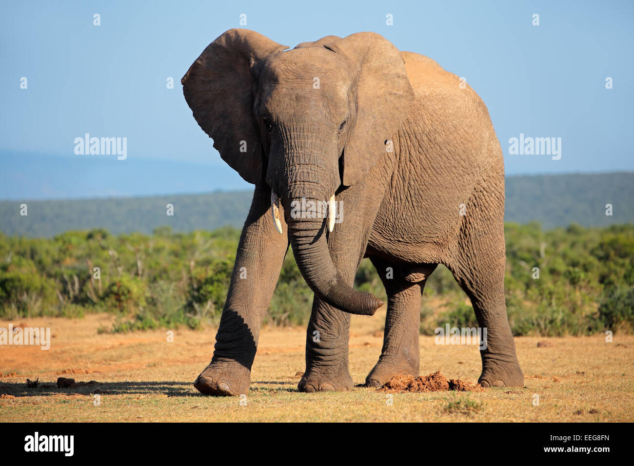 Large African elephant bull (Loxodonta africana), Addo Elephant ...