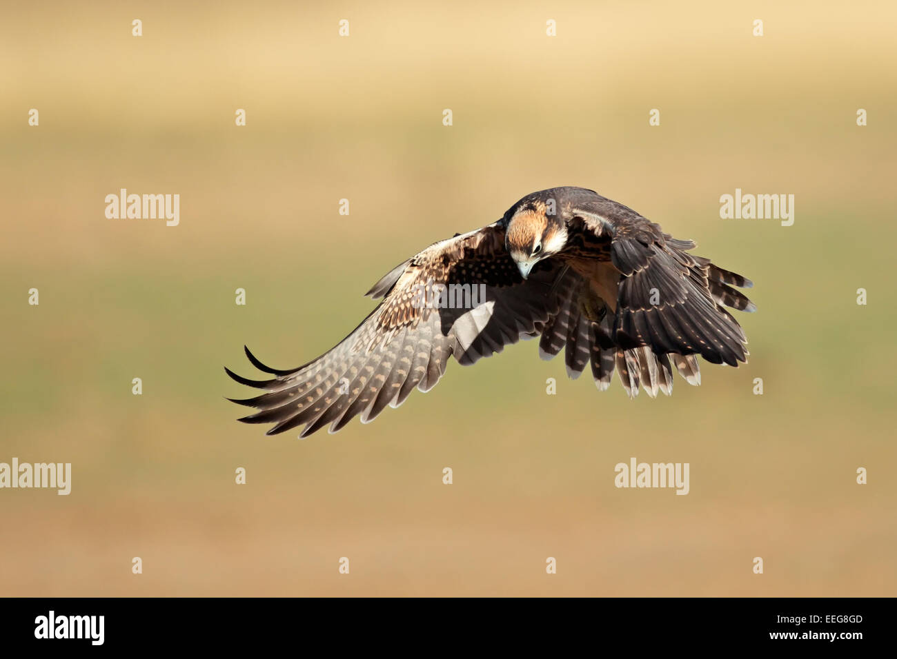 Bird with outstretched wings hi-res stock photography and images - Alamy