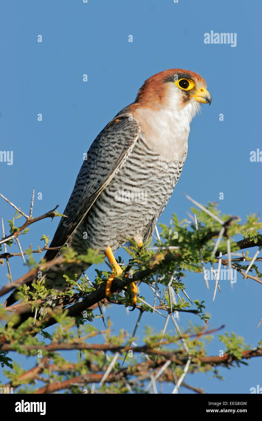 Rednecked falcon hi-res stock photography and images - Alamy
