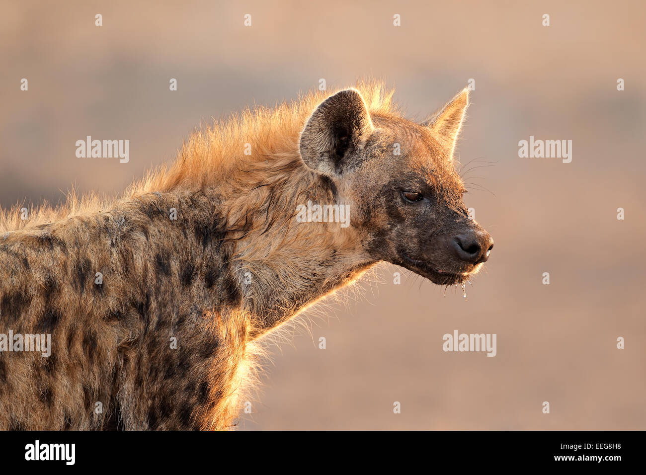 Hyena eyes hi-res stock photography and images - Alamy