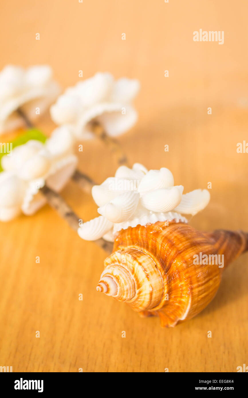 Flowers made shells on the floor Stock Photo - Alamy