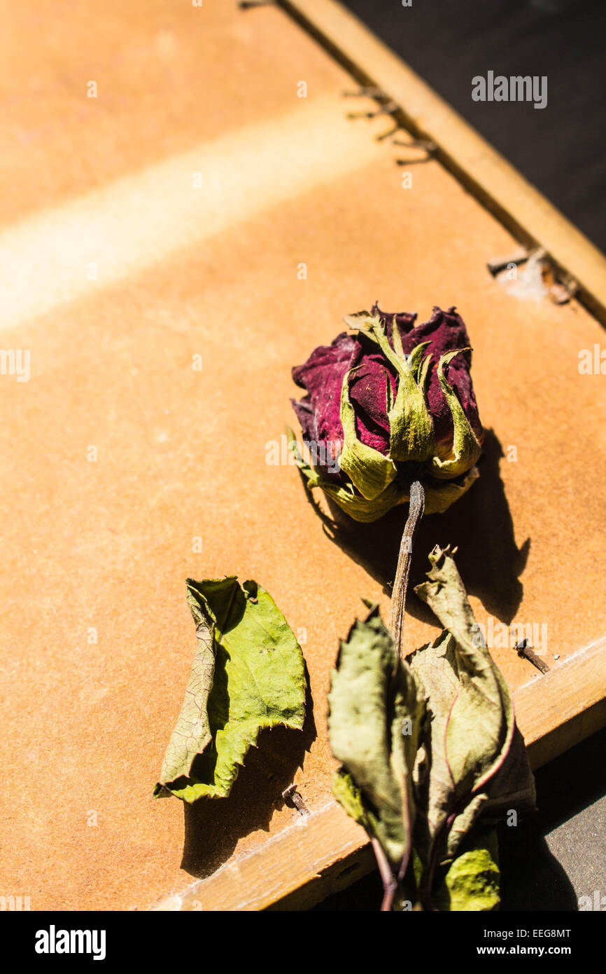 Dead rose frame flower hi-res stock photography and images - Alamy
