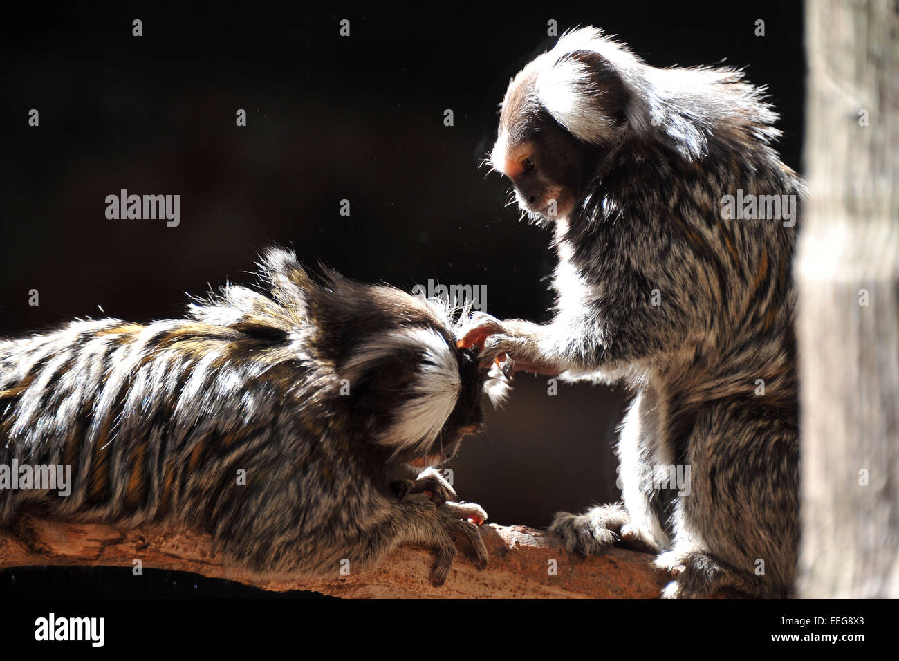 Marmoset monkeys hi-res stock photography and images - Alamy