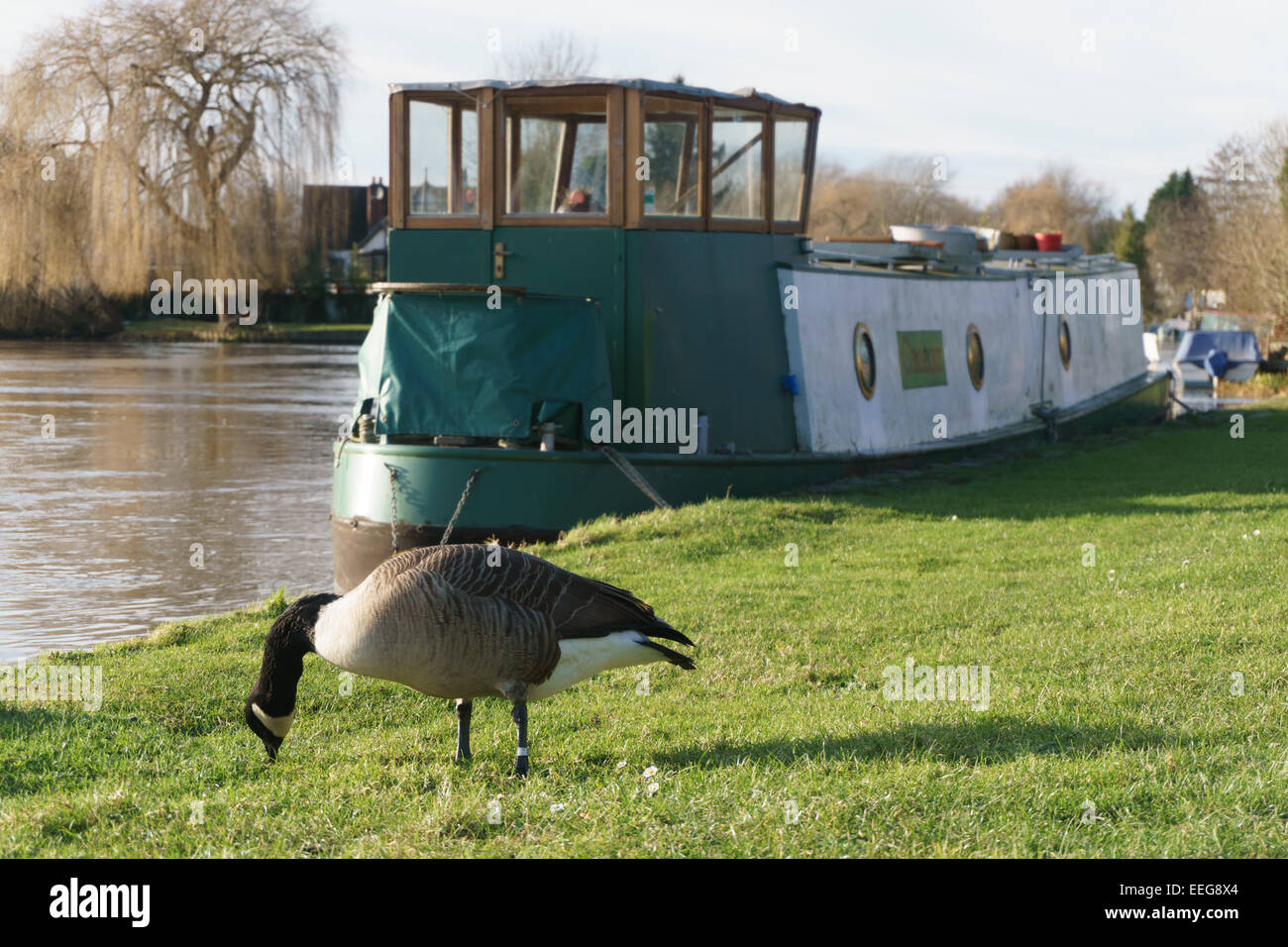 Canada goose london hi-res stock photography and images - Alamy