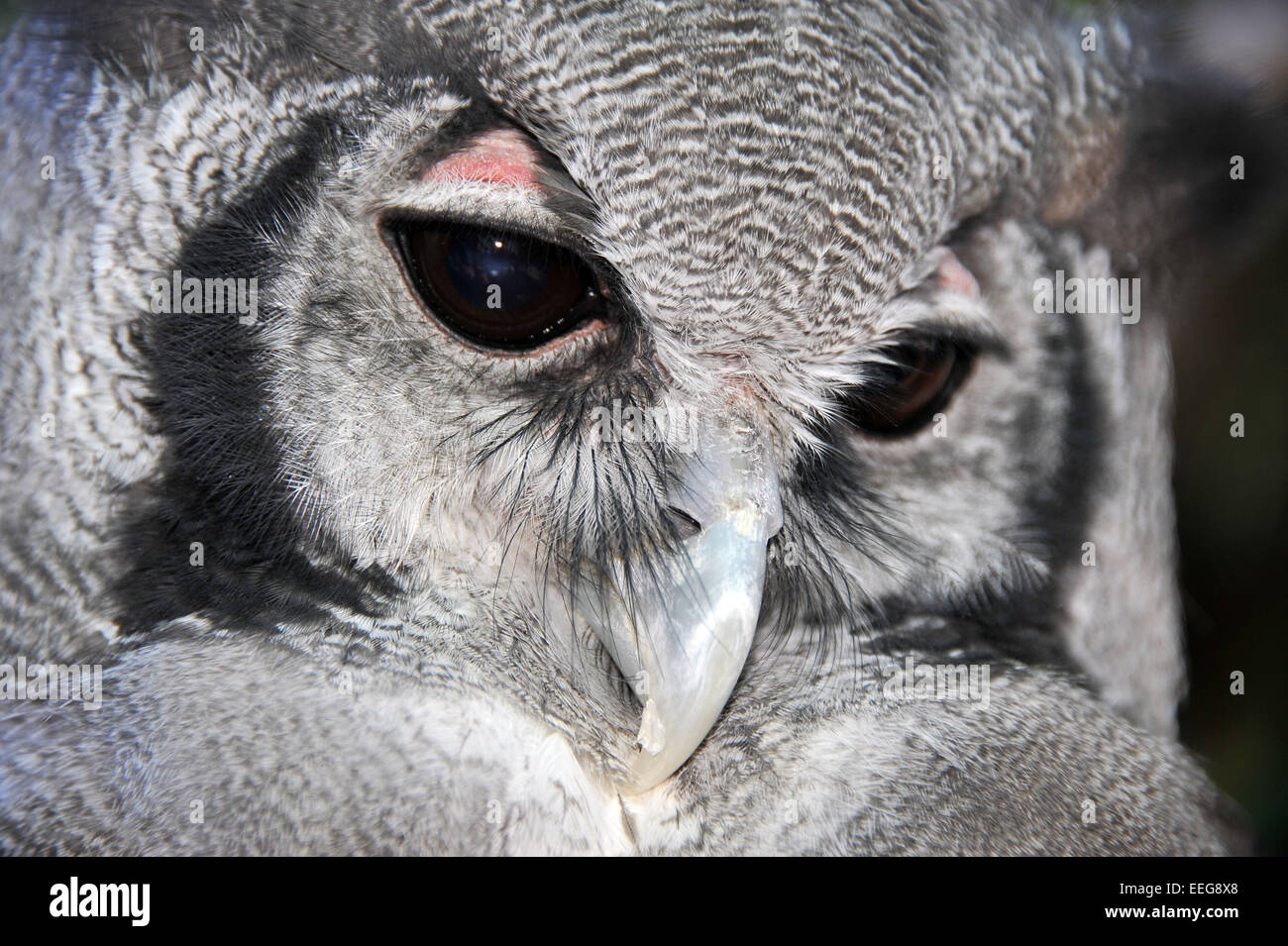 Owl - Cape Town, South Africa Stock Photo - Alamy