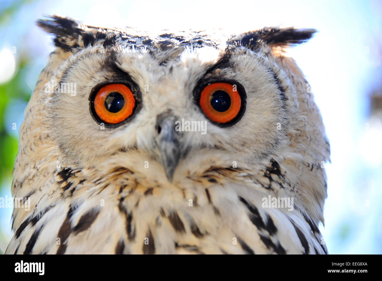 Swift predator hi-res stock photography and images - Alamy