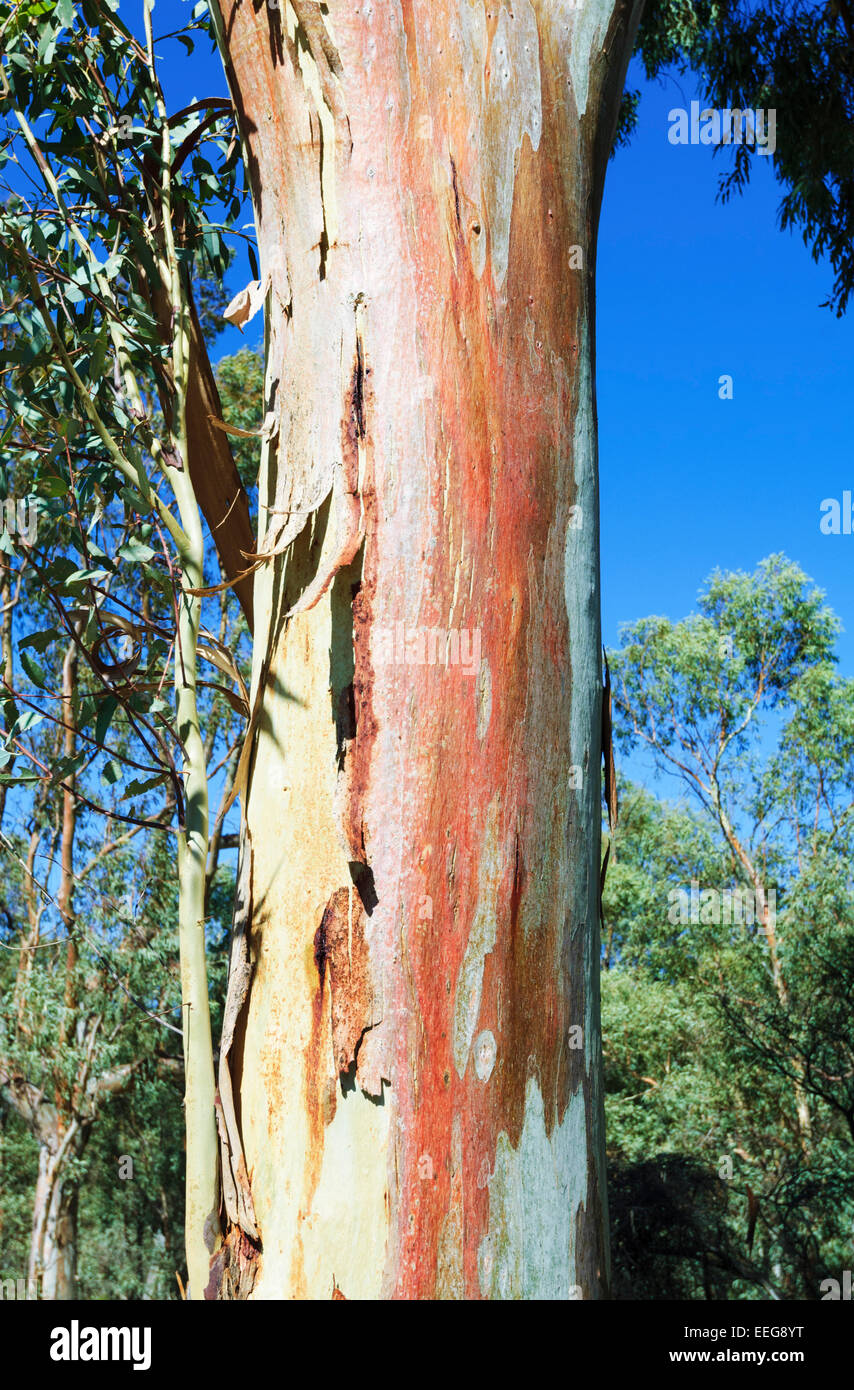 Tree australia bark eucalyptus plant hi-res stock photography and ...