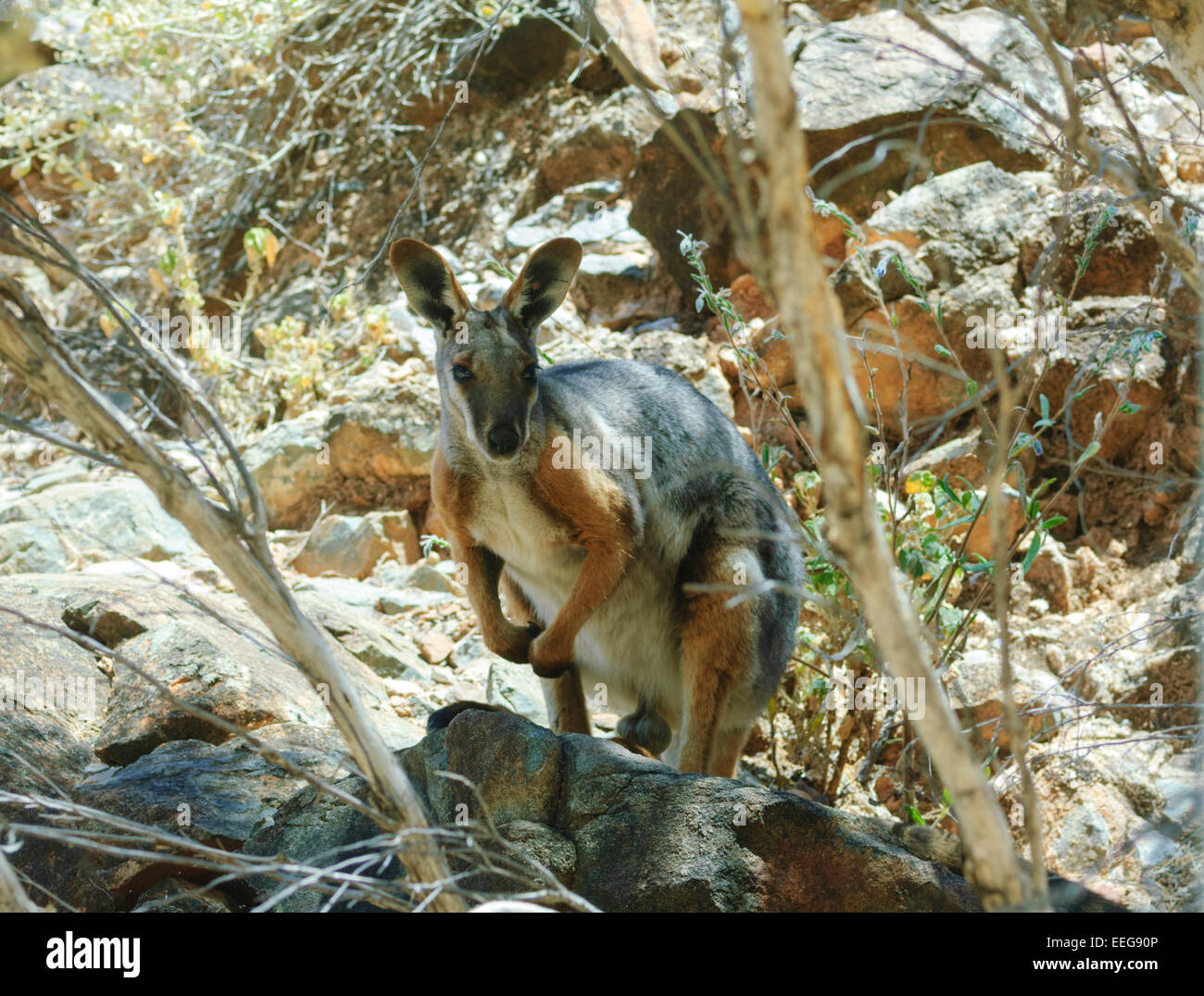 Yellow-footed Rock Wallaby, Petrogale xanthopus, Arkaroola Resort and ...