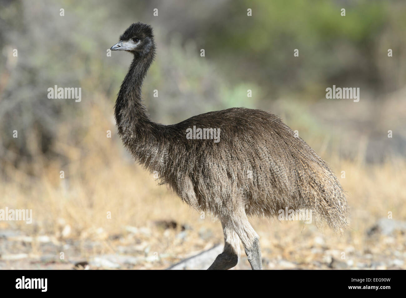Birds of flinders ranges hi-res stock photography and images - Alamy