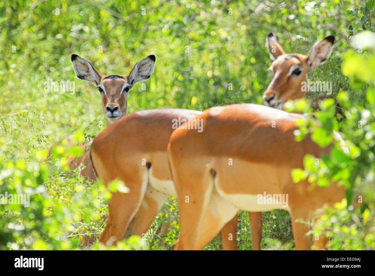 A herd of female impala, Aepyceros melampus, standing in the vegetation ...