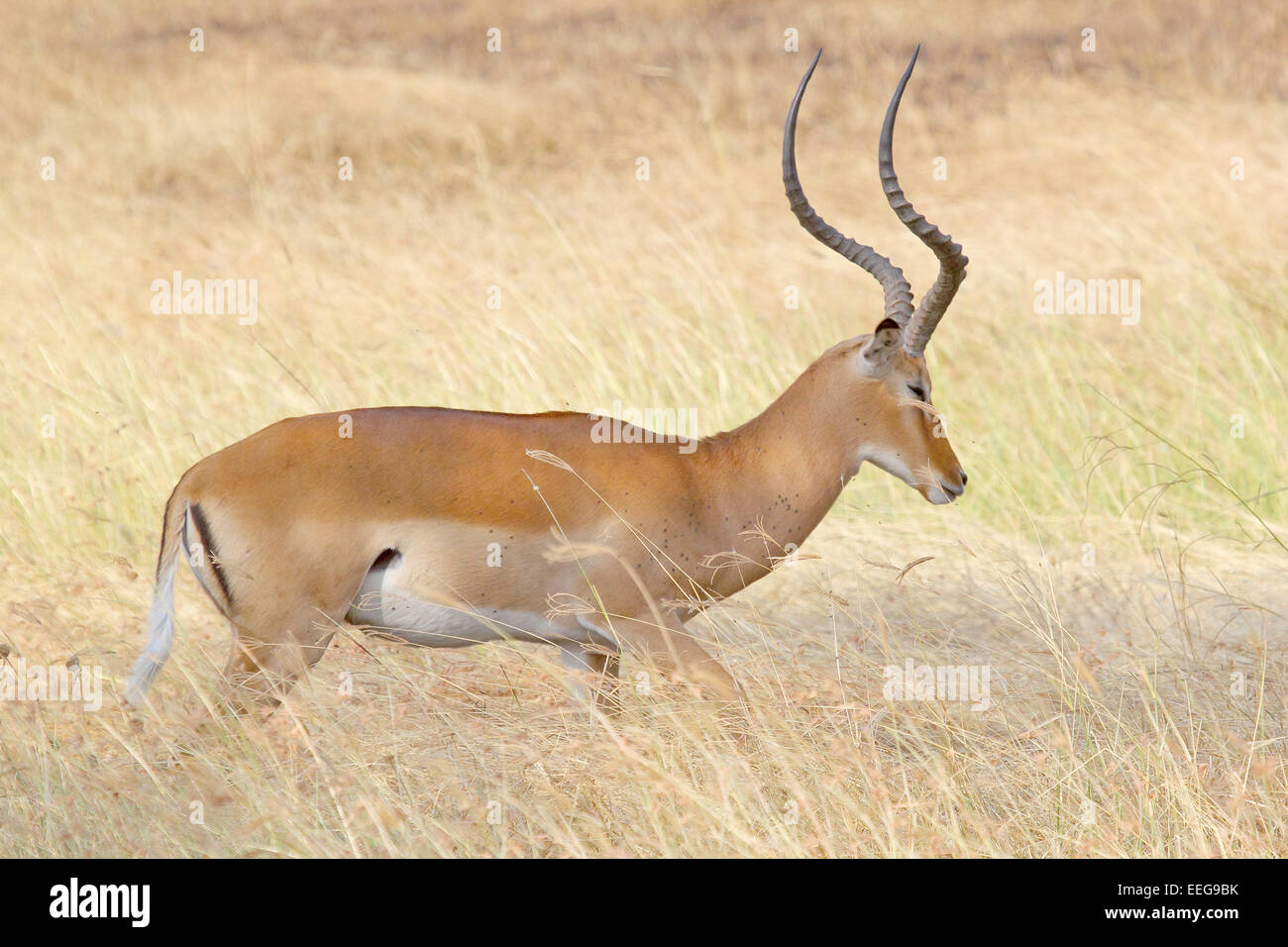A male impala, Aepyceros melampus, standing in the grass in Serengeti ...