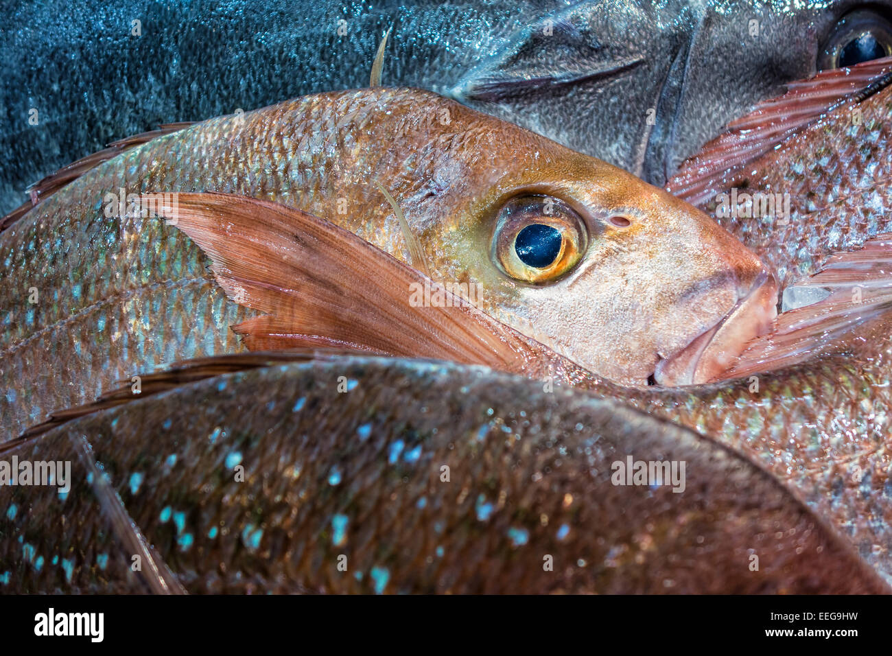 Fresh fish on a market Stock Photo - Alamy