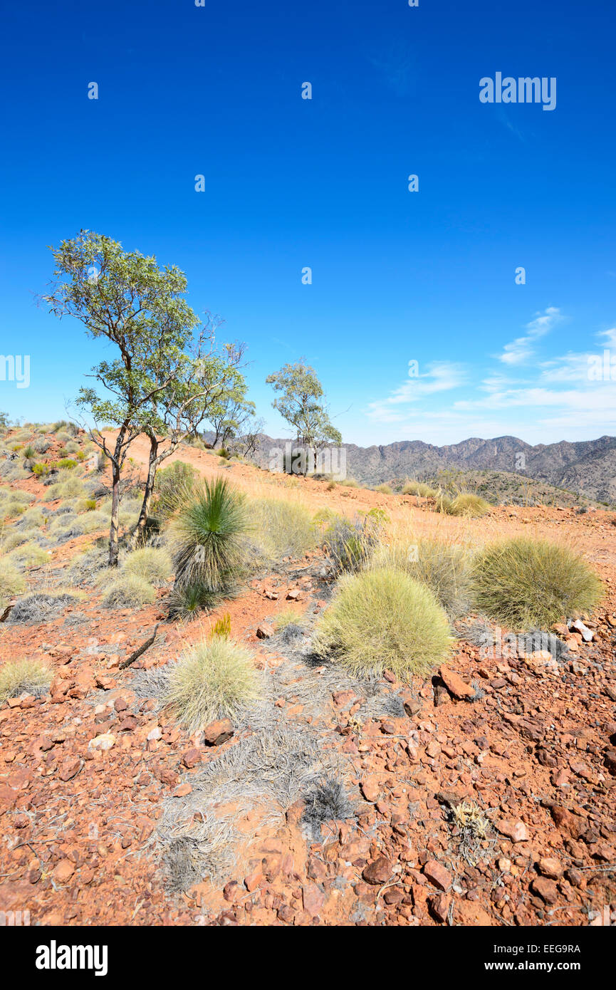 Spinifex, Arkaroola Resort and Wilderness Sanctuary, Flinders Ranges ...