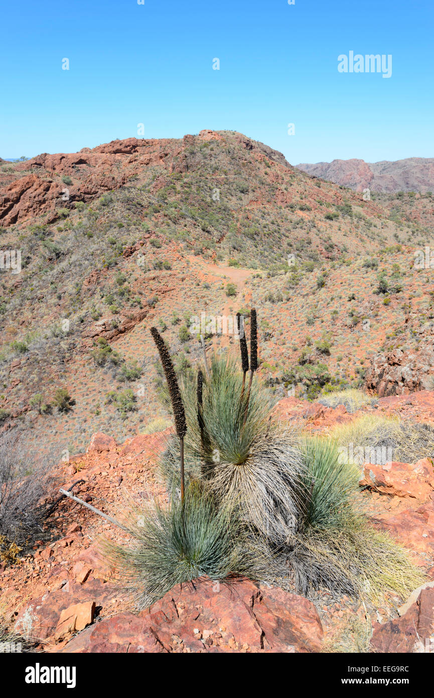 Blackboys, Arkaroola Resort and Wilderness Sanctuary, Flinders Ranges ...