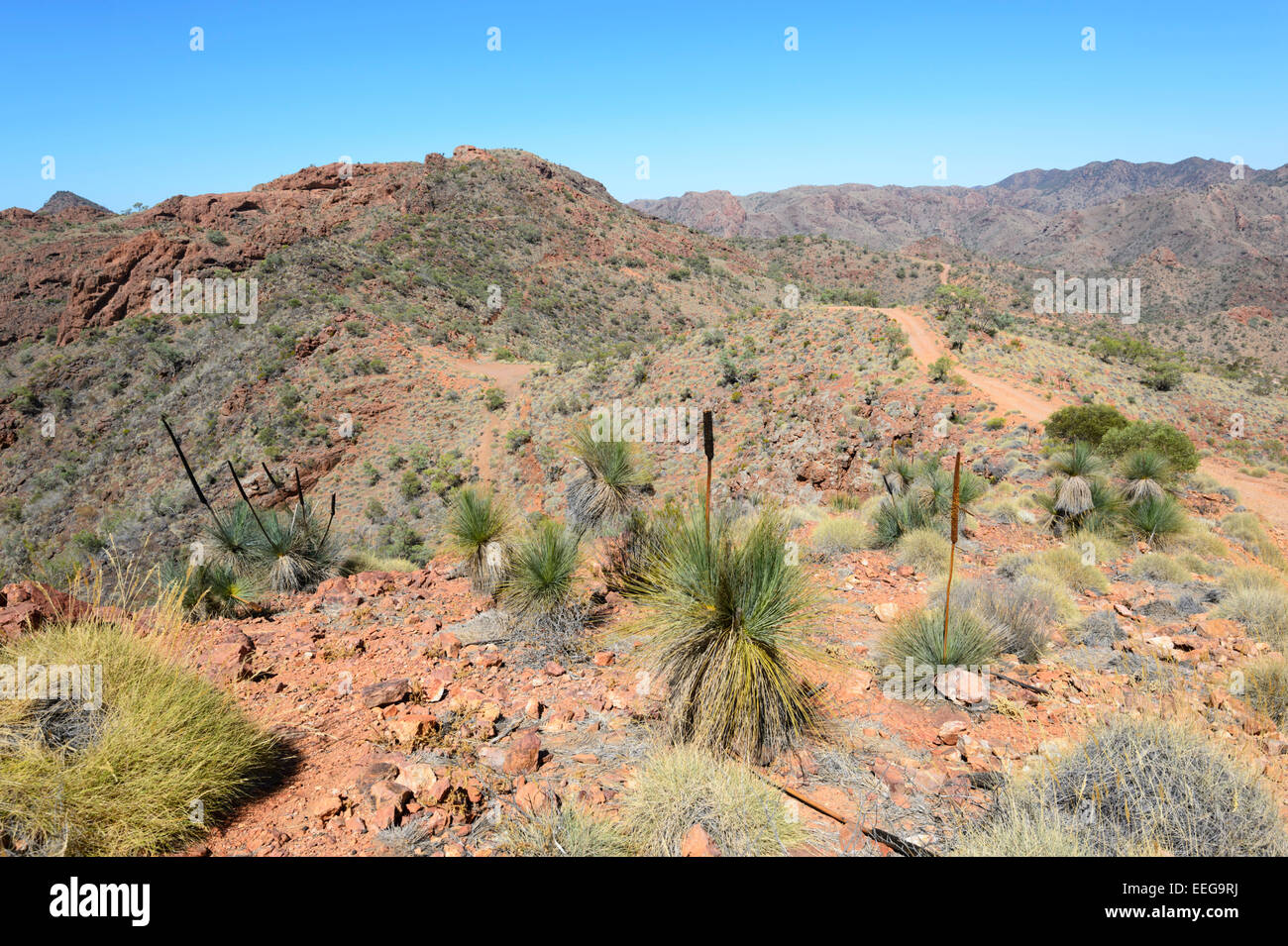 Blackboys, Arkaroola Resort and Wilderness Sanctuary, Flinders Ranges ...