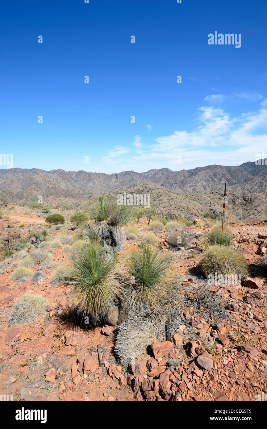 Blackboys, Arkaroola Resort and Wilderness Sanctuary, Flinders Ranges ...