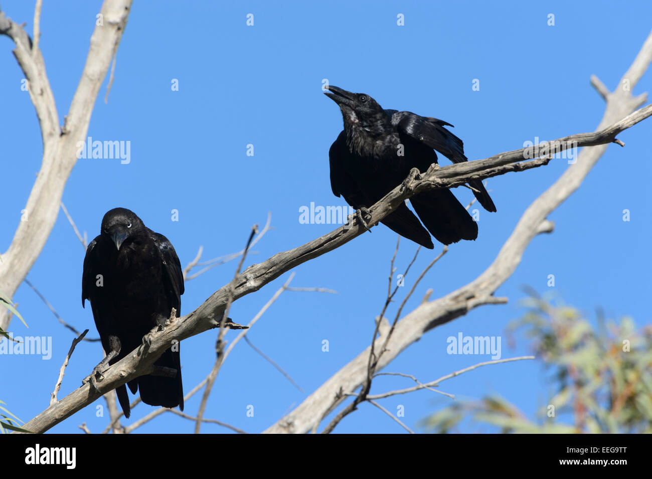 Little crow hi-res stock photography and images - Alamy