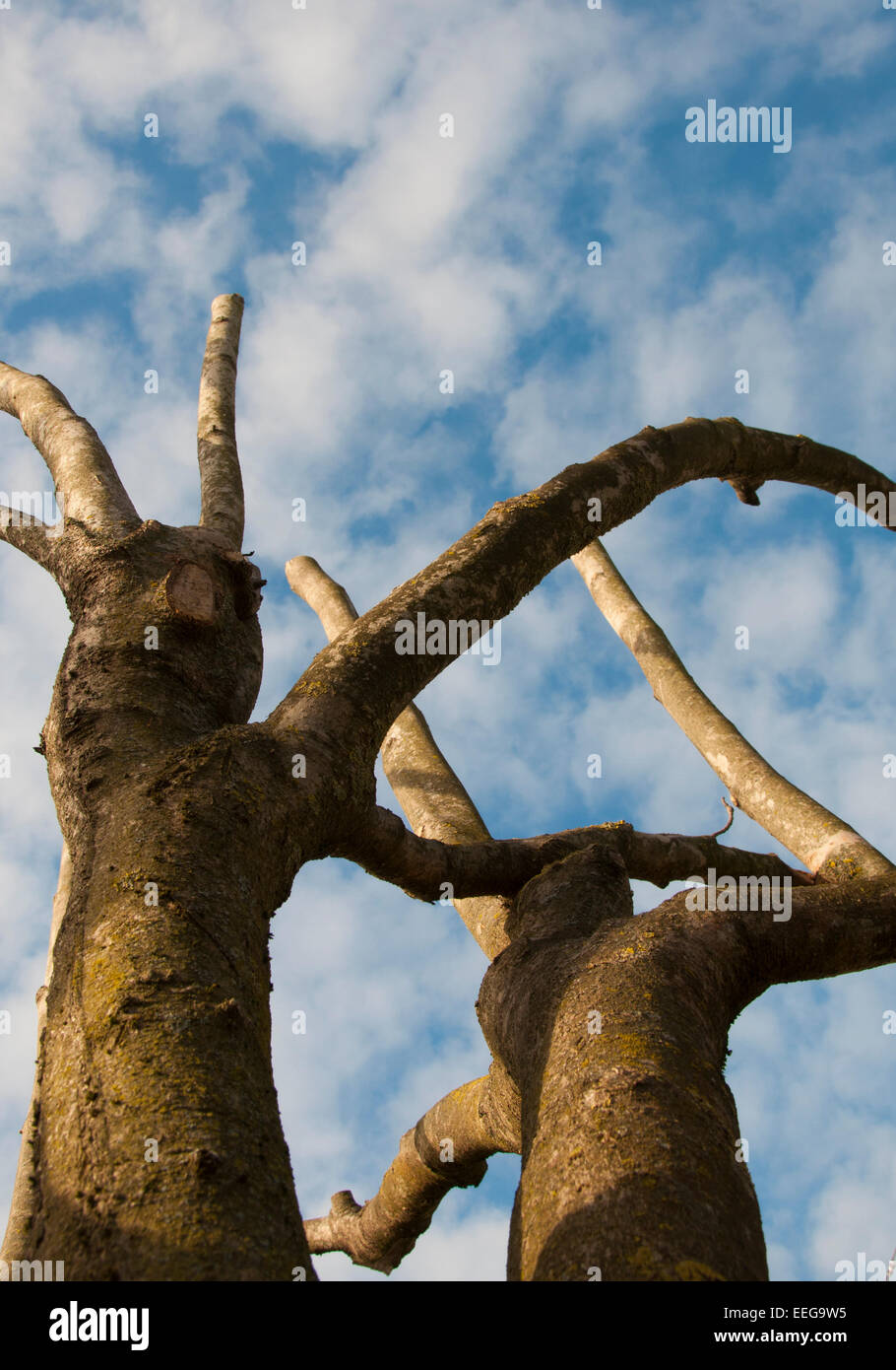 Sky under the tree Stock Photo - Alamy