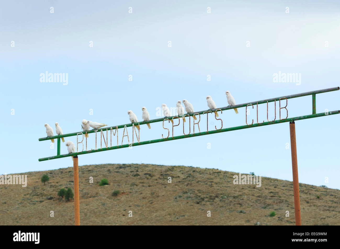 Birds of flinders ranges hi-res stock photography and images - Alamy