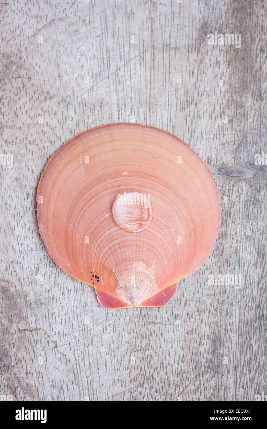 Shells placed upside down on the wooden Stock Photo - Alamy