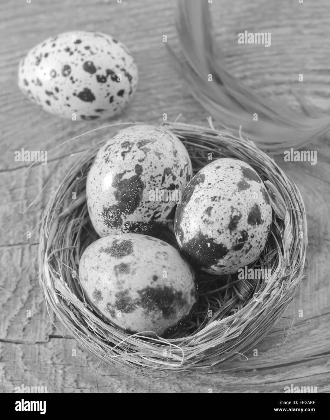 Eggs in feather nest Black and White Stock Photos & Images - Alamy