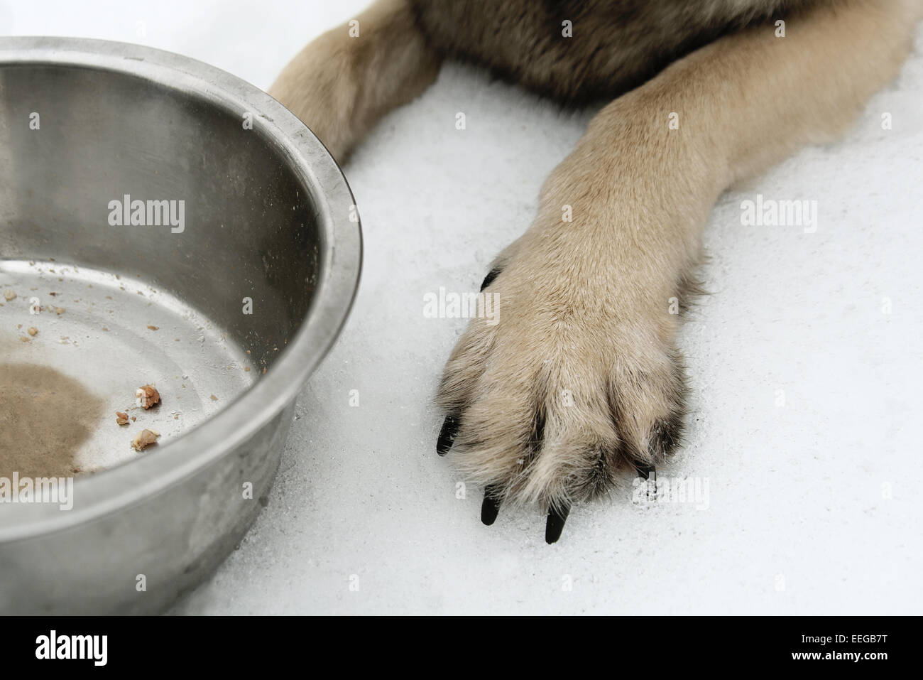 Empty dog food bowl hi-res stock photography and images - Alamy