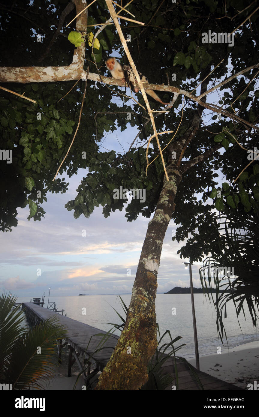 Common spotted cuscus (Spilocuscus maculatus) crossing jetty near beach ...