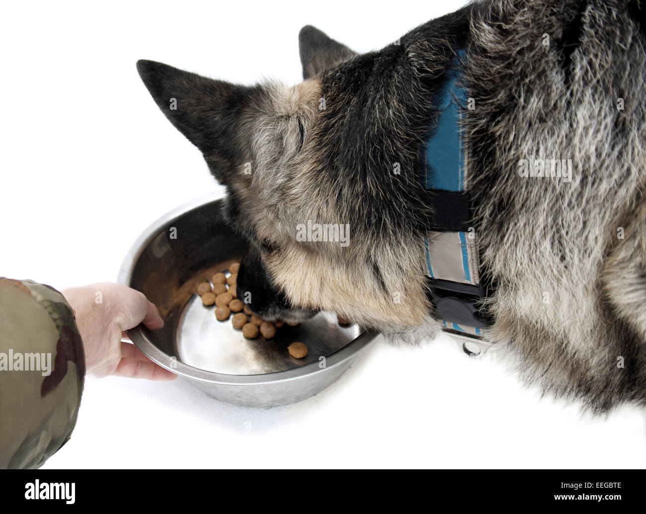 Feeding a Dog Stock Photo - Alamy