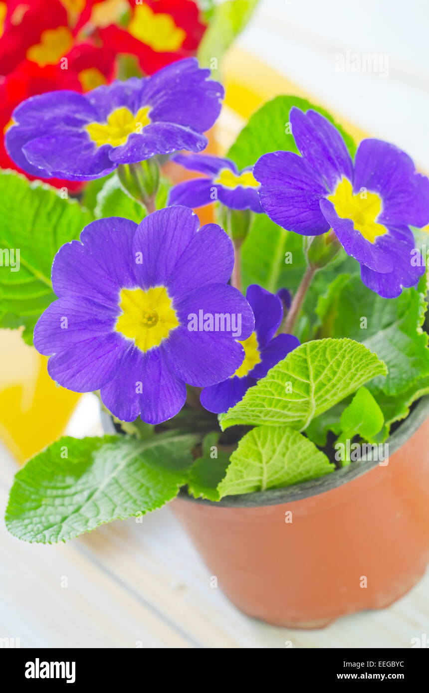 Spring container primrose hi-res stock photography and images - Alamy