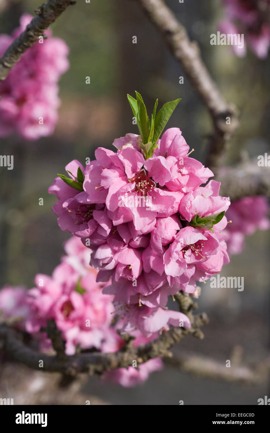 Bonanza peach hi-res stock photography and images - Alamy