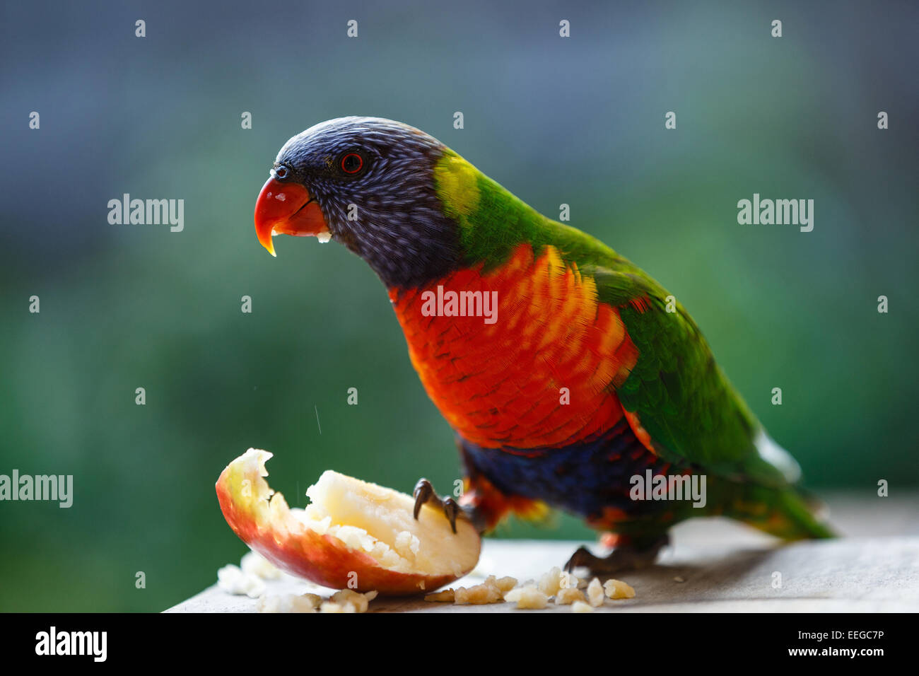 rainbow lorikeet eating apple Stock Photo - Alamy