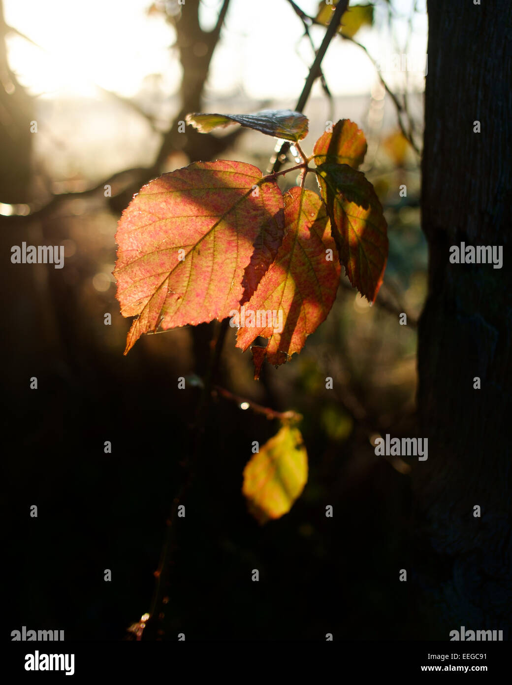 Sunlit leaves in the countryside Stock Photo - Alamy